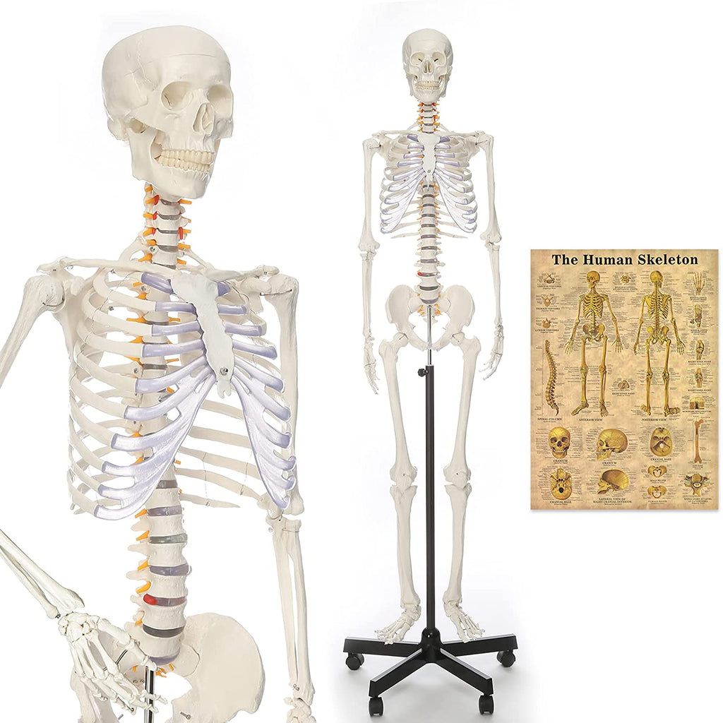 RONTEN 70.8"Human Skeleton Model Life Size Anatomical Skeleton Model ...