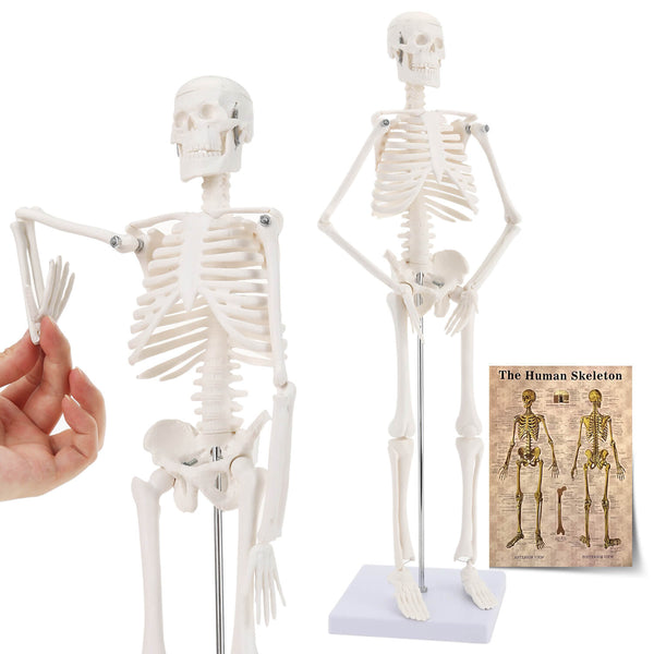 RONTEN 17.7" Mini Size Human Skeleton Model Anatomical Skeleton Model ...